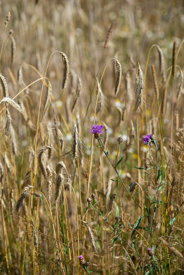 Purple Clover Blooms on the Edge of a Rye Field Stock Photo - Image of ...