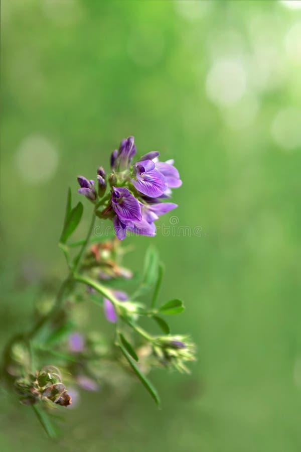 Purple clover flower stock image. Image of herbal, trefoil - 64501147