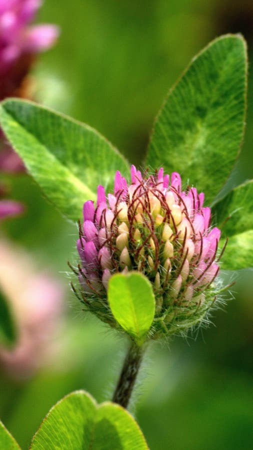 Purple clover flower stock photo. Image of nature, cotacachi - 199901014