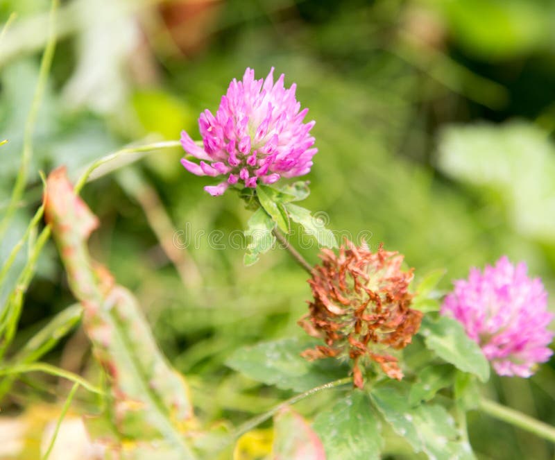 Purple Clover Flowers Stock Images - Download 2,407 Royalty Free Photos