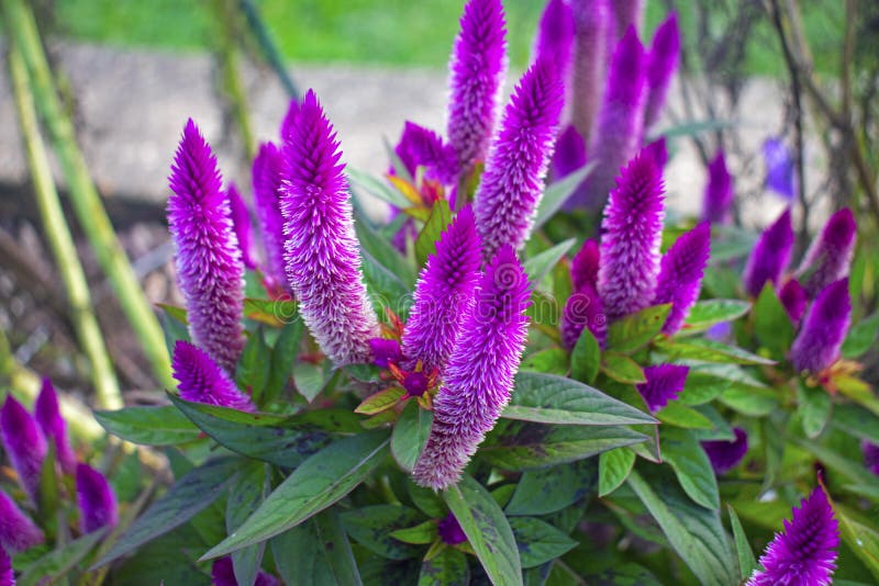 Purple Cockscomb Celosia Flowers -01 Stock Photo - Image of flowers ...
