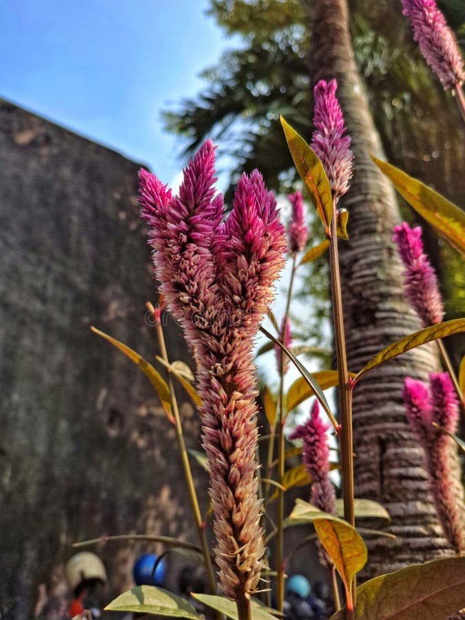 Purple Cockscomb flower stock photo. Image of leaf, plant - 43887956