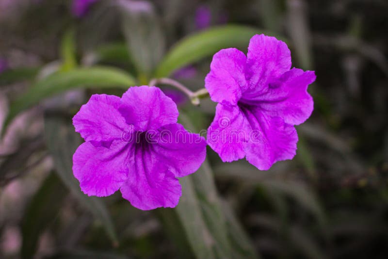 Purple Color Flower Ruellia Brittoniana Stock Image - Image of blue ...