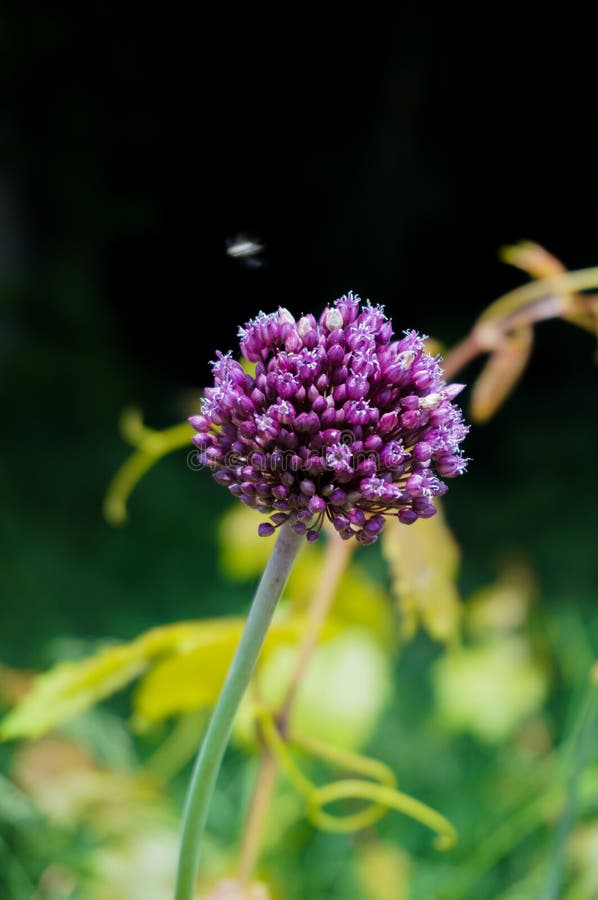 Purple color flower stock photo. Image of flowers, backgrounds - 81691528