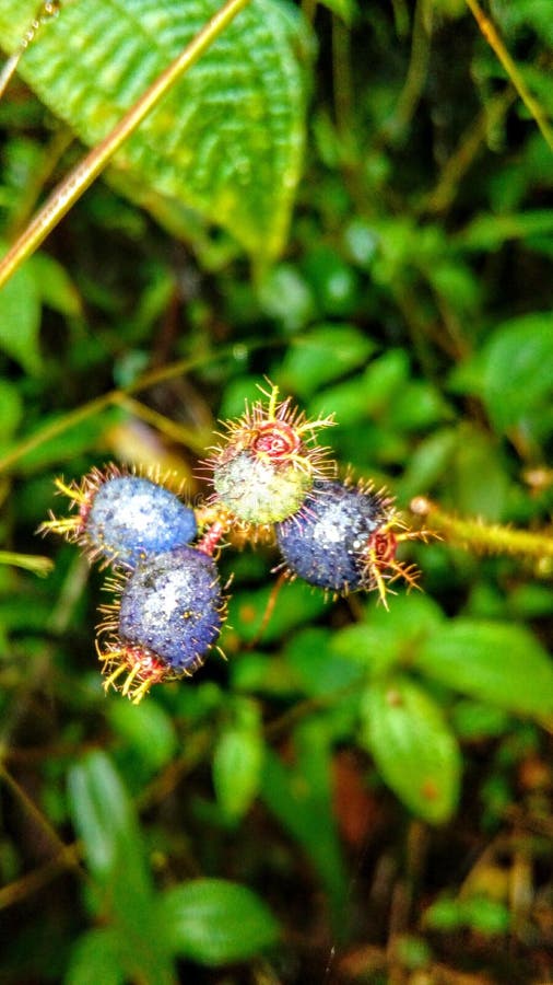 Purple Color Small Jungle Fruits Stock Photo - Image of flower, nature ...