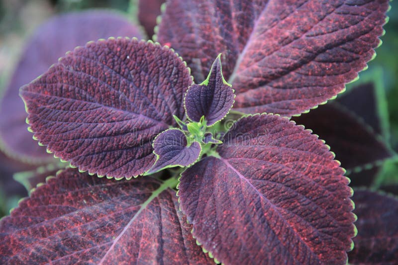 The Purple Color of Leaf, the Nature Image Stock Photo - Image of ...