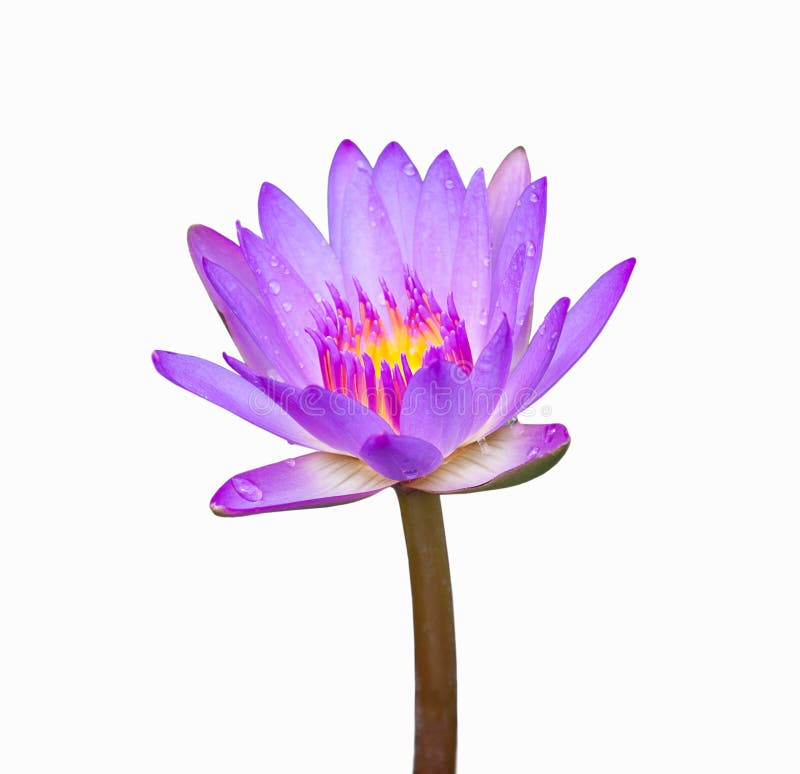 The Purple Color of Lotus in Pond Stock Image - Image of plant, travel ...