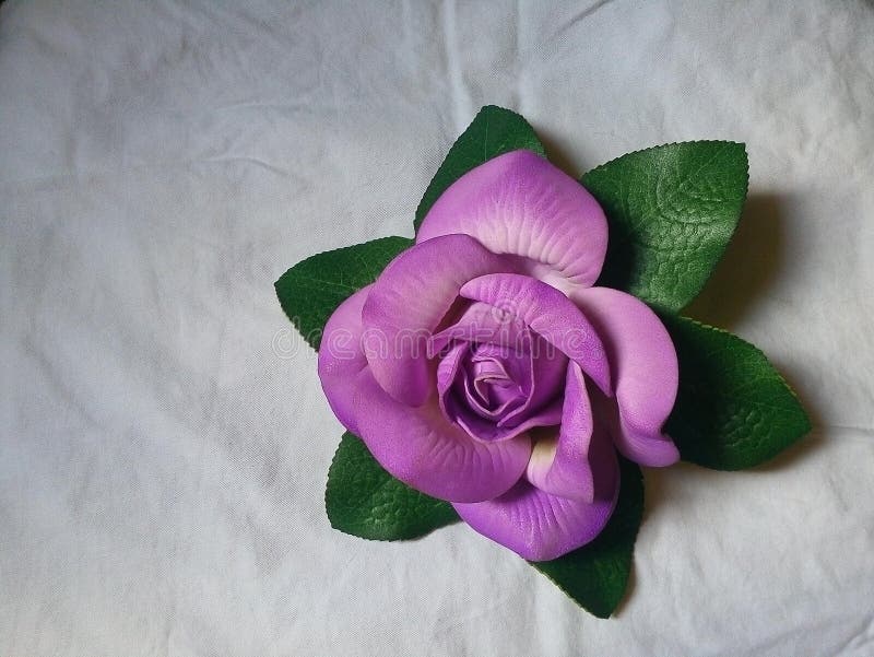 Purple Color Rose stock image. Image of flowers, rose - 86722877