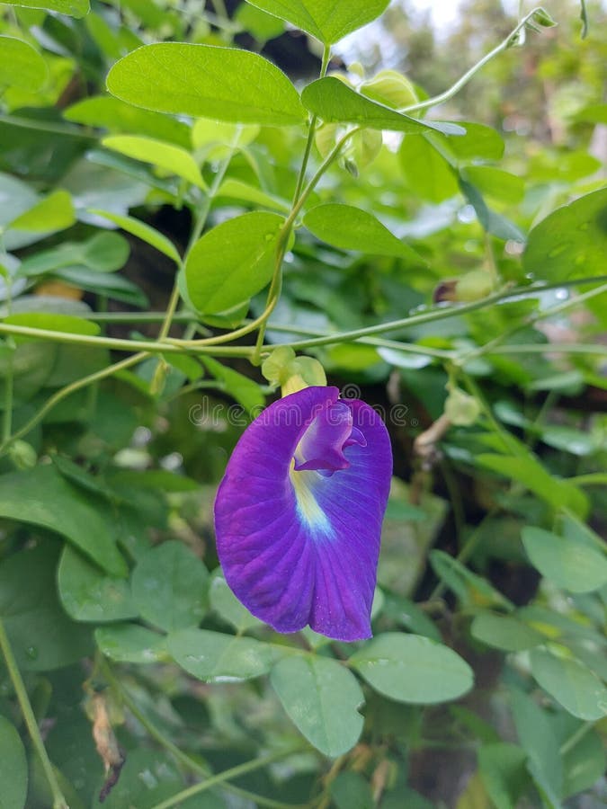 Purple Color Ticket Like Trumpets with Benefits Stock Photo - Image of ...