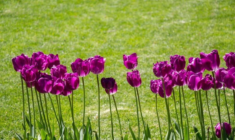 Purple Color Tulips Bloom in Spring Stock Image - Image of color ...