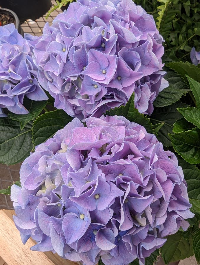 Purple Colored Hydrangea Flowers Closeup View Stock Photo - Image of ...