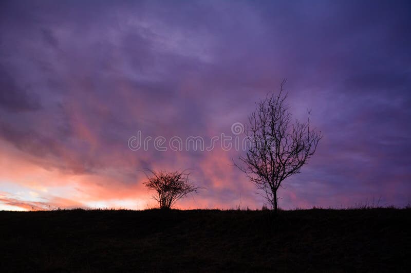 Purple Colorful Sky, Tree and Bush at Dusk Stock Photo - Image of dark ...