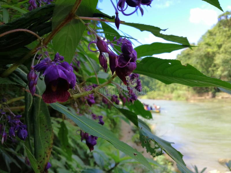 Purple colour flower stock image. Image of garden, colour - 180480851