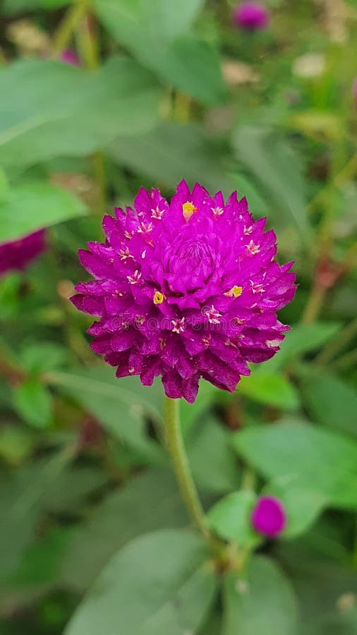 Purple colour Flower stock image. Image of field, purple - 262040819