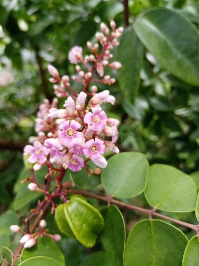 Purple Colour Star Fruit Flower Stock Photos - Free & Royalty-Free ...