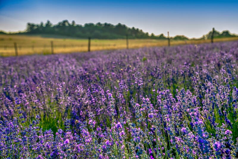Levander stock image. Image of perfume, nature, country - 42057715