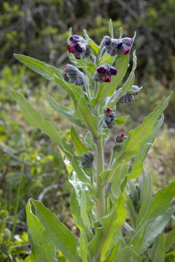 Field of Comfrey in the Nature Stock Photo - Image of plant, medical ...