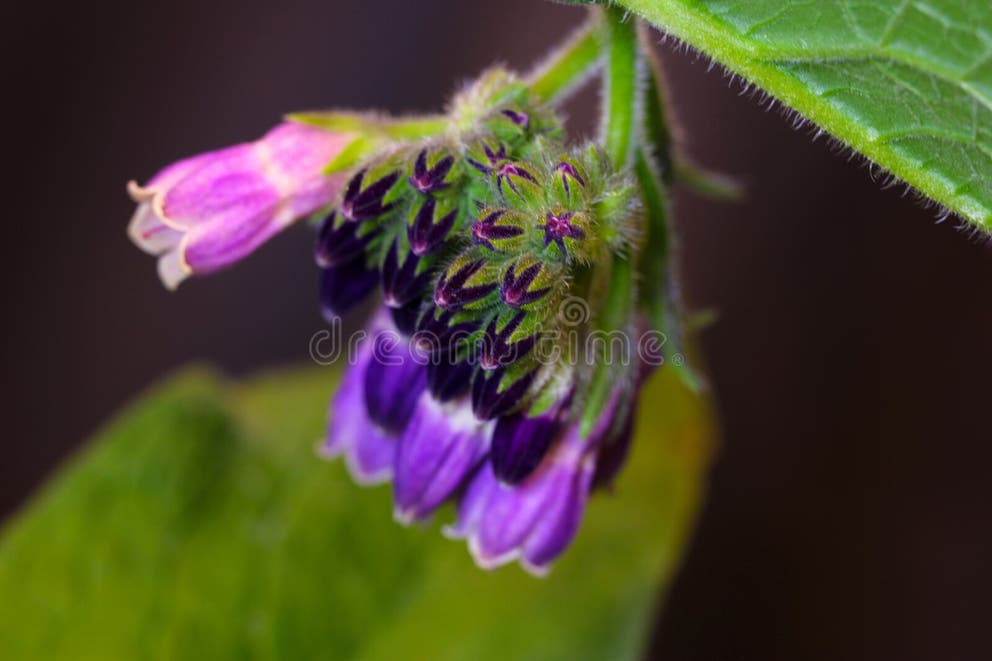 Purple Comfrey Flower Blossom Buds Stock Image - Image of symphytum ...