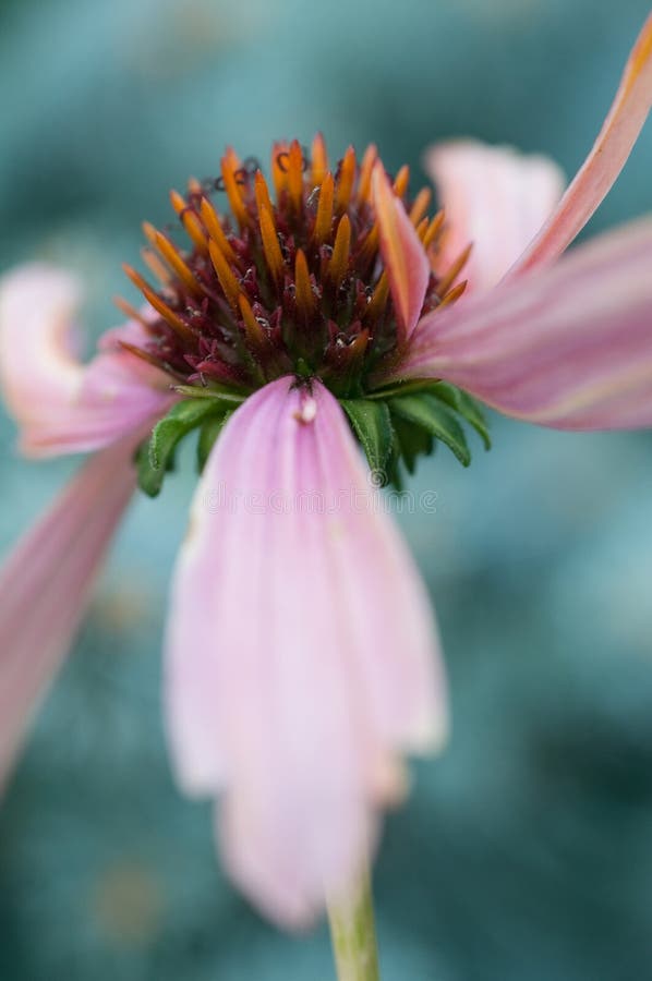 Purple Cone Flower or Eastern Purple Cone Flower Stock Image - Image of ...
