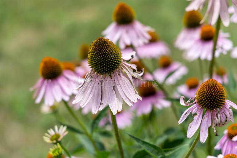 Purple Cone Flower with Bee in the Summertime Stock Photo - Image of ...