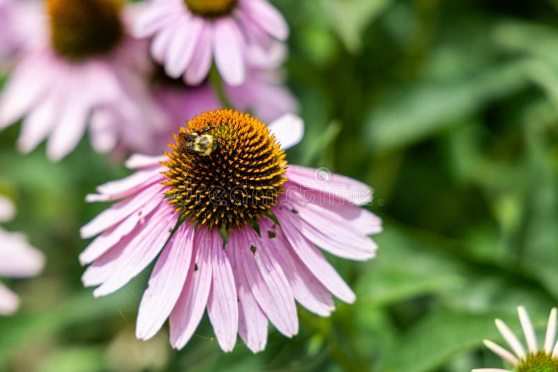 Purple Cone Flower with Bee in the Summertime Stock Photo - Image of ...