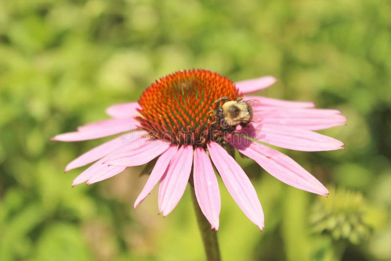Purple Cone flower stock photo. Image of petals, blooms - 97658054
