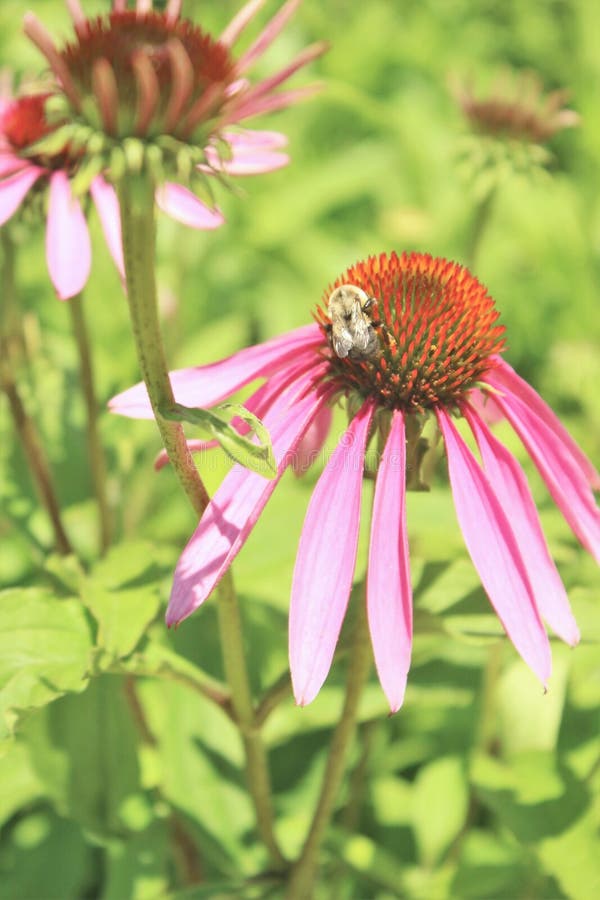 Purple Cone flower stock image. Image of insect, botany - 97658607