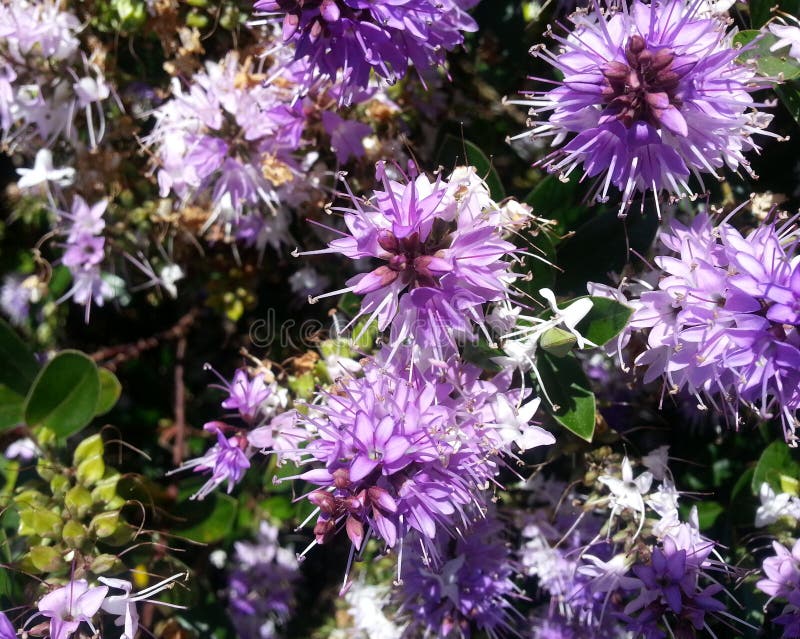 Purple Cone Flowers stock image. Image of impressive - 97060491