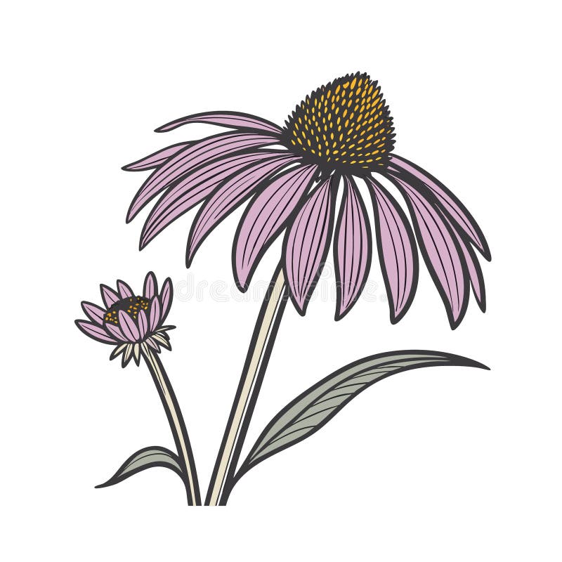 Purple Coneflower Bold Outline Artwork Stock Illustration ...