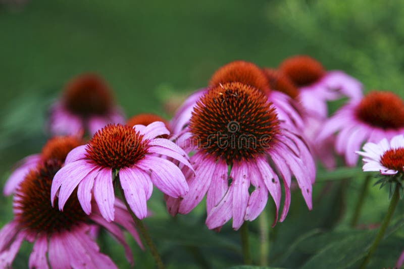 Purple Coneflower Echinacea Growing in a Field Stock Photo - Image of ...