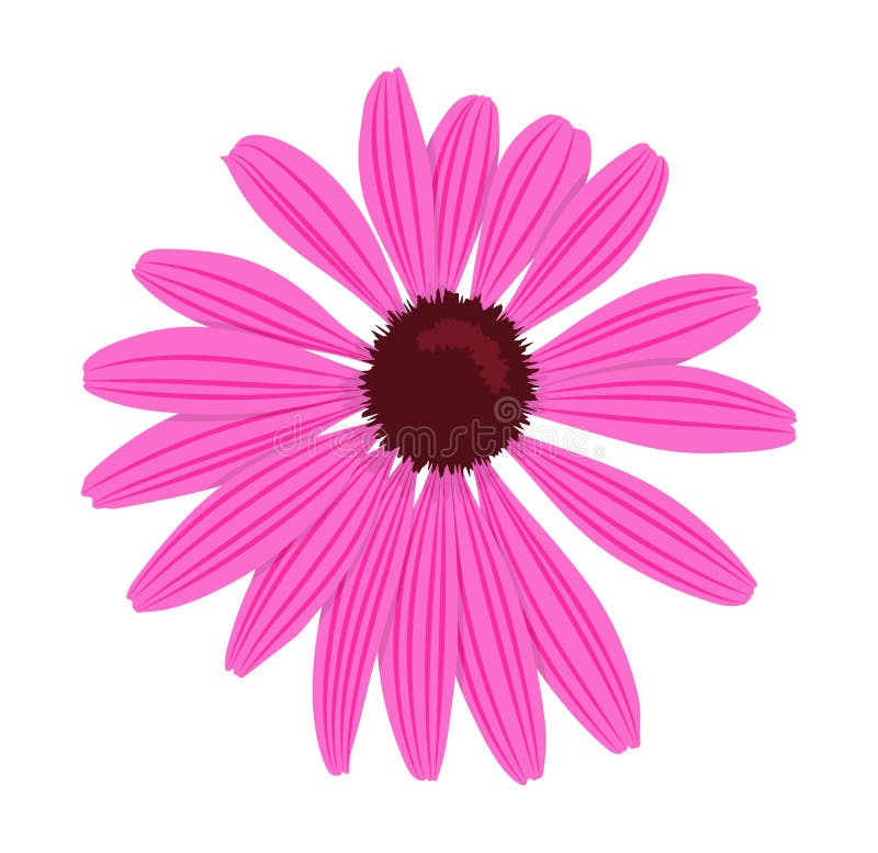 Purple Coneflower Stock Illustrations – 439 Purple Coneflower Stock ...