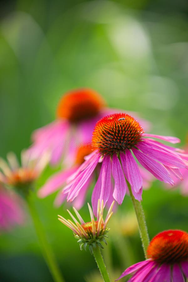 Purple Coneflowers Echinacea in Full Bloom Stock Image - Image of leaf ...