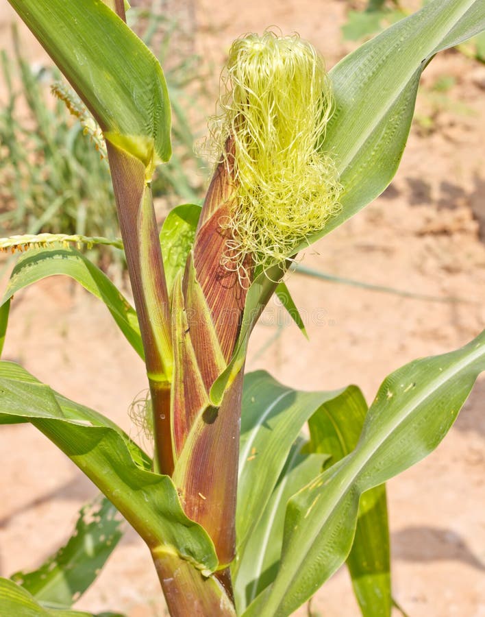 Purple corn stock photo. Image of natural, corncob, farm - 23817732