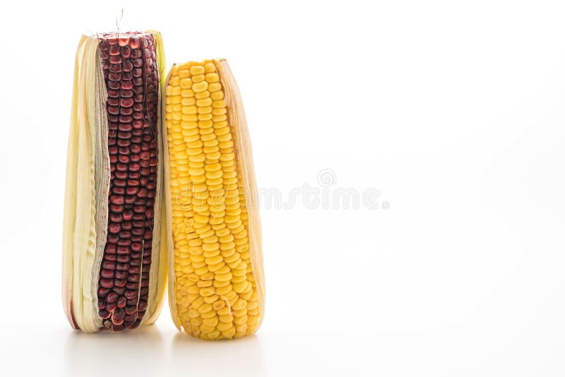 126 Normal Corn Photos - Free & Royalty-Free Stock Photos from Dreamstime