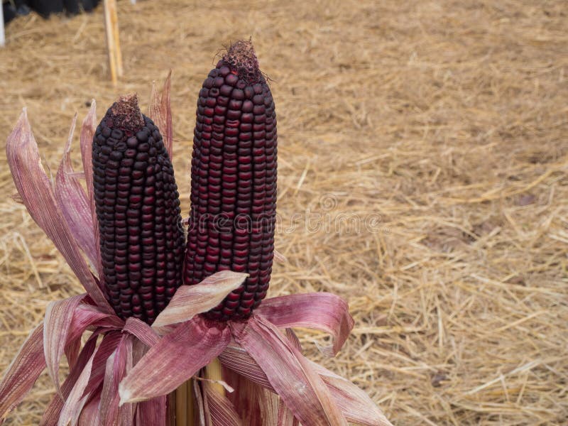 Purple corn in farm stock image. Image of indian, harvest - 87869047