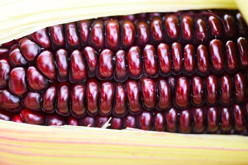 Purple Corn Fresh Close Up - Siam Ruby Queen or Sweet Red Corn on Cob ...