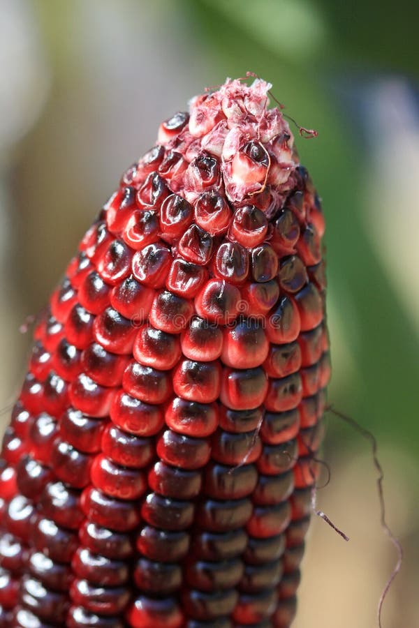 Purple corn in garden stock image. Image of natural, cooking - 36224245