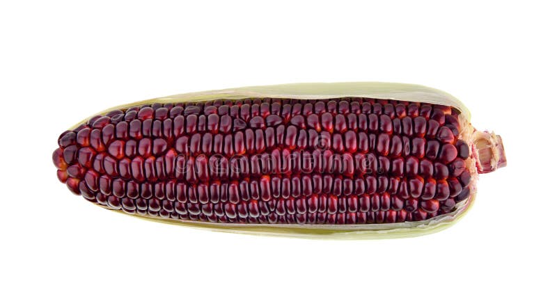 Purple Corn Isolated on White Background Stock Photo - Image of diet ...