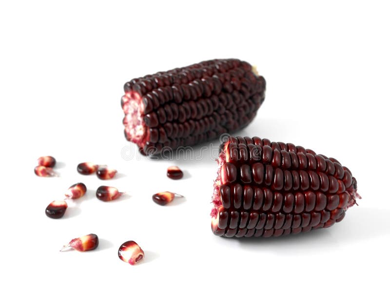 Purple Corn or Purple Maize Stock Photo - Image of nutrition, healthy ...