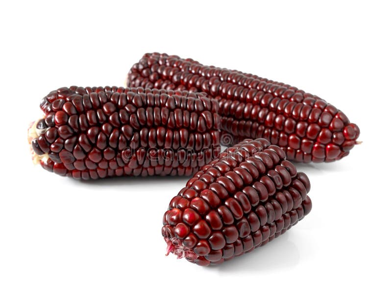 Purple Corn Or Purple Maize Stock Photo - Image of kernel, health ...
