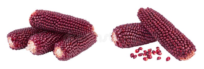 Purple Corn or Maize Isolated on White Background with Full Depth of ...