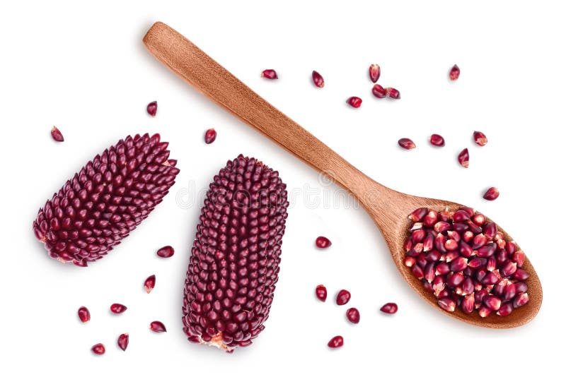 Purple Corn or Maize with Seeds Isolated on White Background with ...