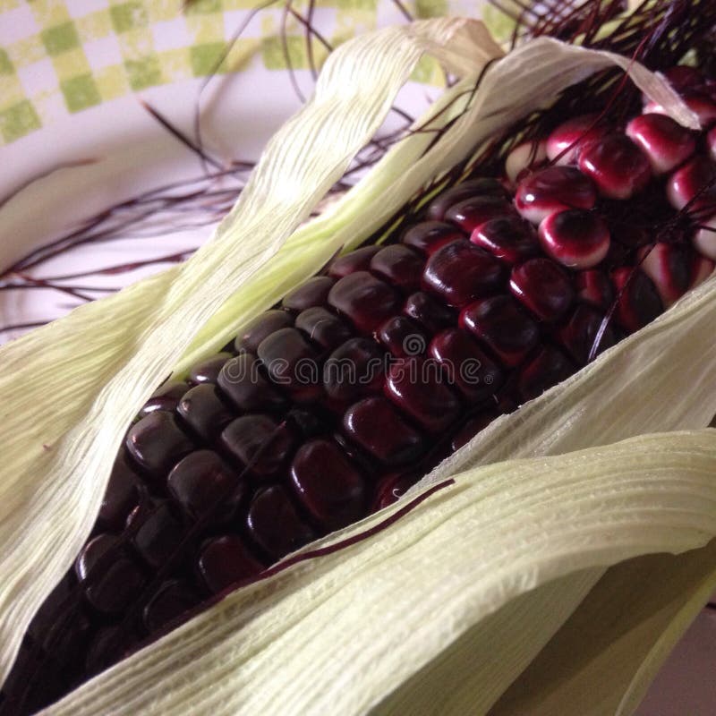 Purple corn stock photo. Image of purple, cooking, eating - 50070376