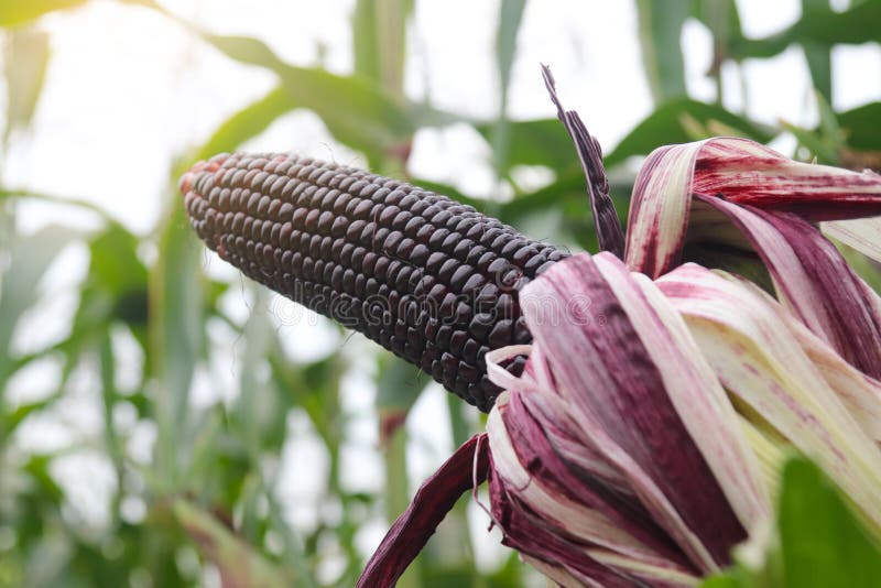 Purple Corn in the Farm, Ready for Harvest Stock Image - Image of ...