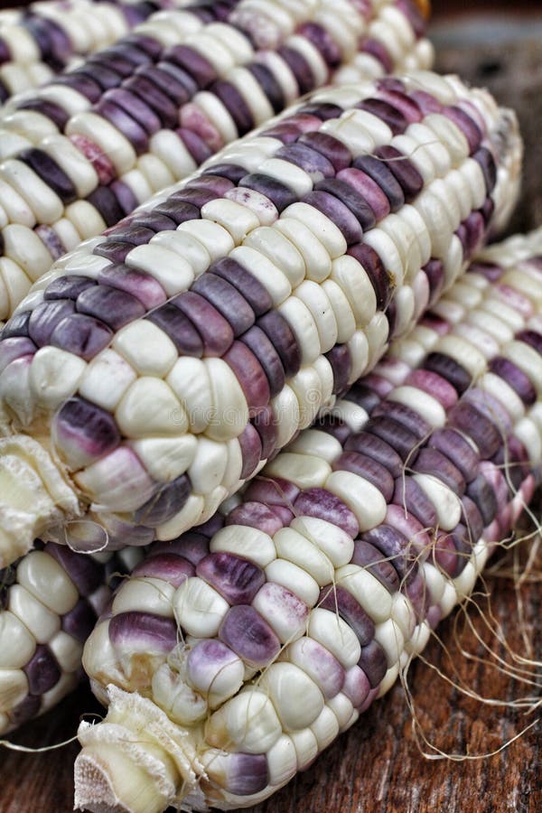Purple corn stock image. Image of peru, peruvian, autumn - 33981587