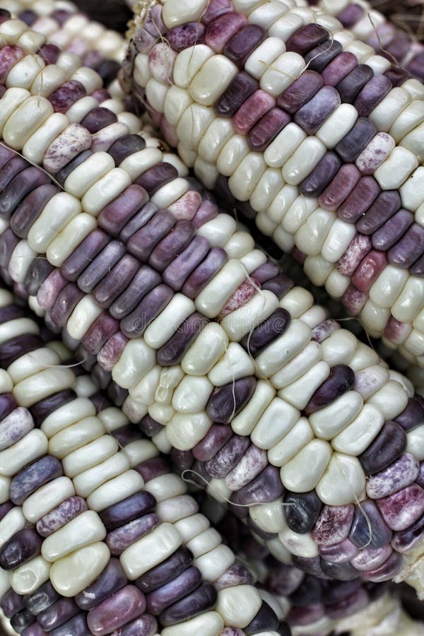 Purple corn stock photo. Image of close, healthy, ingredient - 33981622