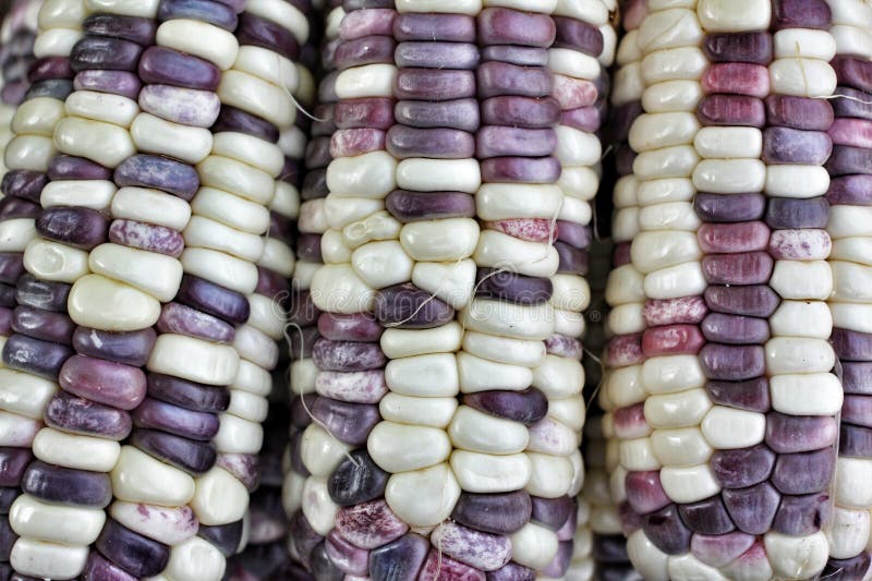 Purple corn stock photo. Image of close, healthy, ingredient - 33981622