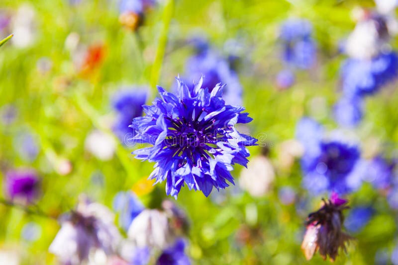 Purple Cornflower stock image. Image of plant, color - 73025909