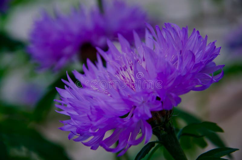 Purple cornflower stock image. Image of gardening, summer - 64000963