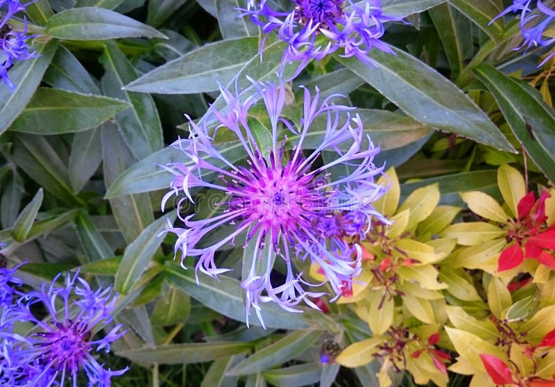 Purple cornflower stock photo. Image of purple, cornflower - 54053400